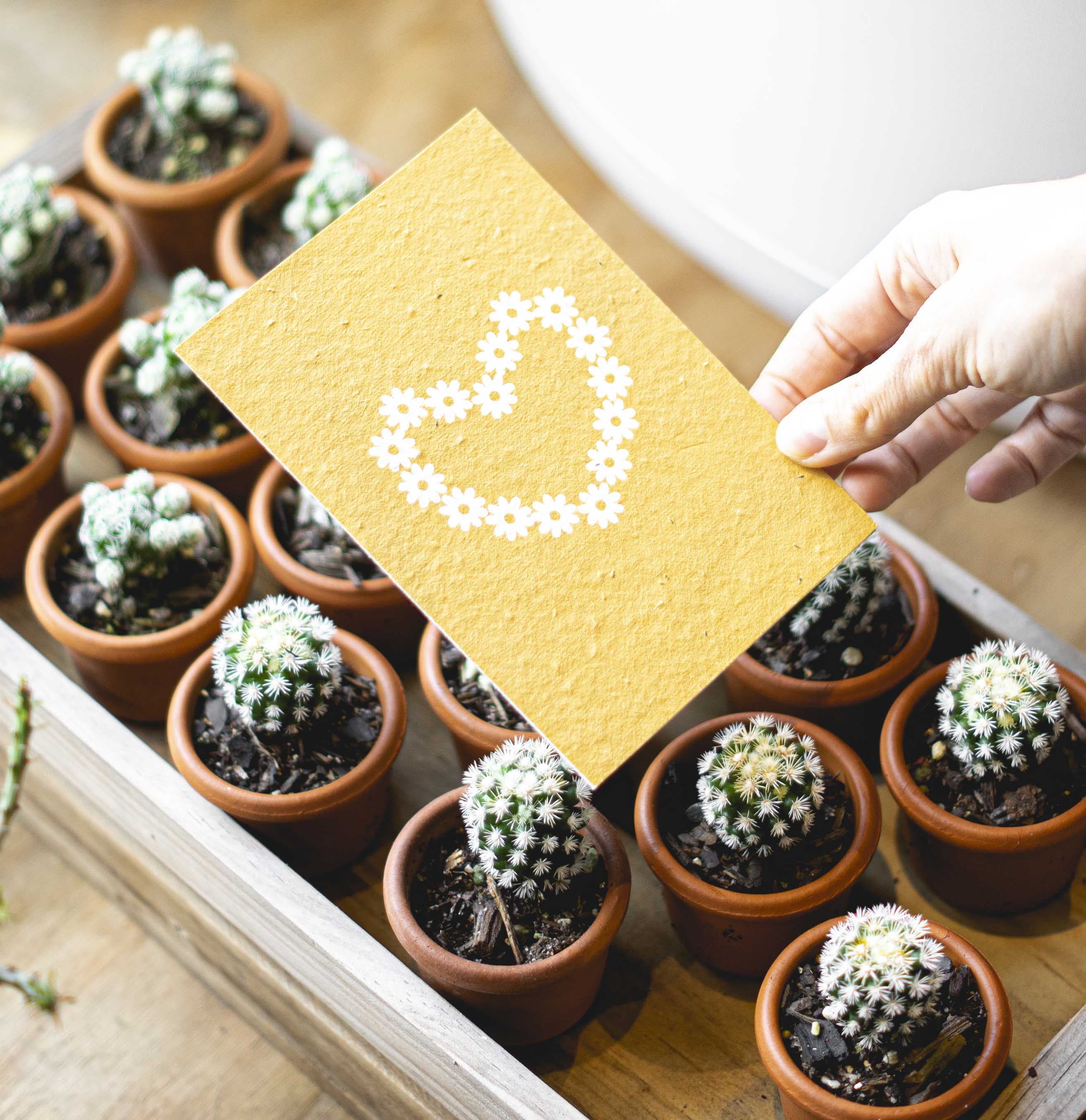 Plantable Greeting Cards in Perth, Australia | Paper and Bloom